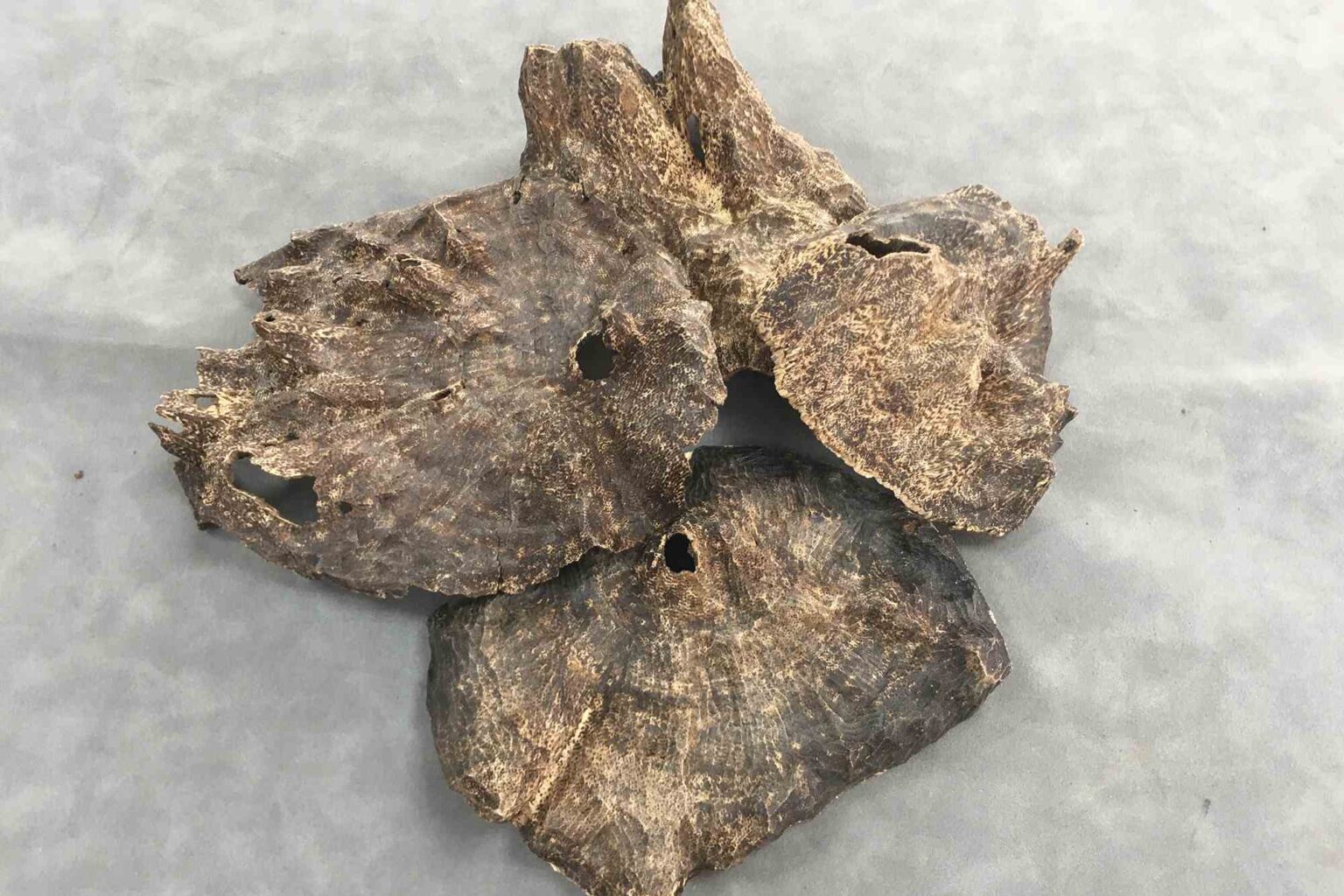 Home | Crescent Oud Agarwood Series Products