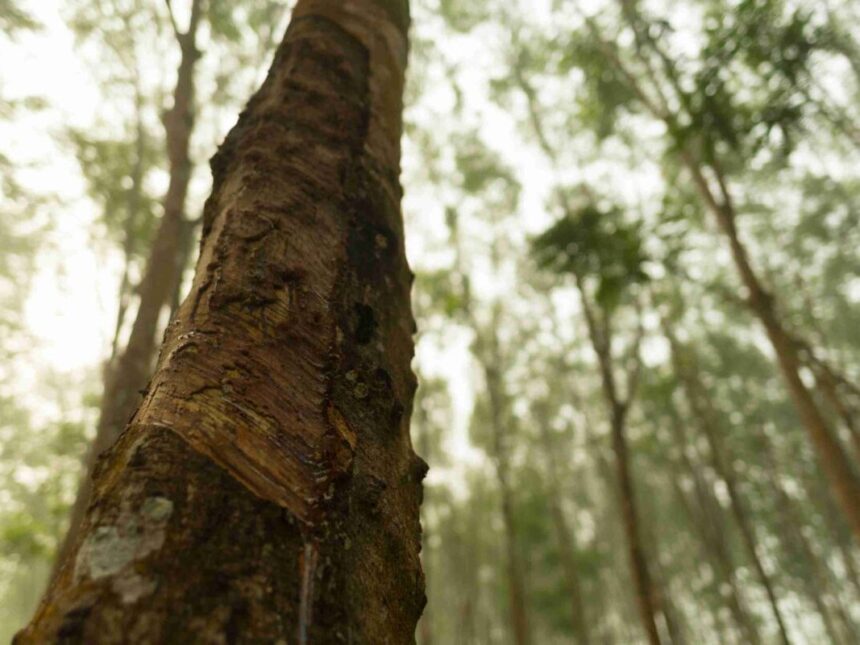 Production Process of Agarwood Incense