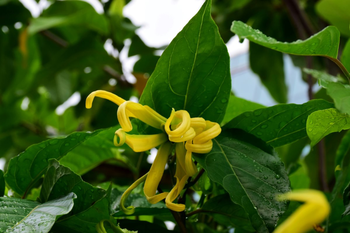 Pairing Exotic Oud Essential Oil with Other Essential Oils